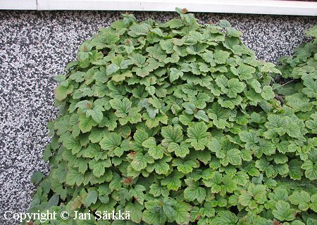 Viburnum opulus 'Nanum' - kääpiökoiranheisi - dvärgolvon