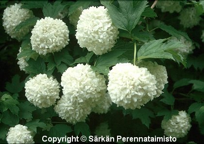 Viburnum opulus 'Pohjan Neito' - lumipalloheisi - snöbollsbuske