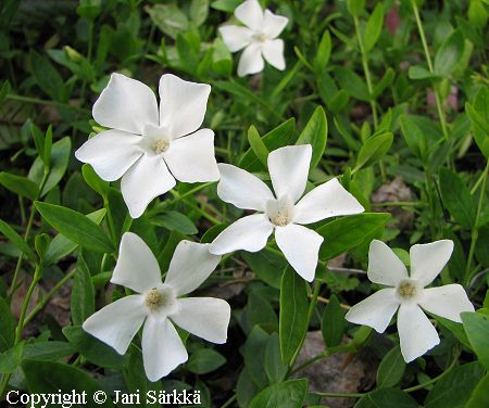 Vinca minor 'Alba' - pikkutalvio - vintergröna, gravmyrten